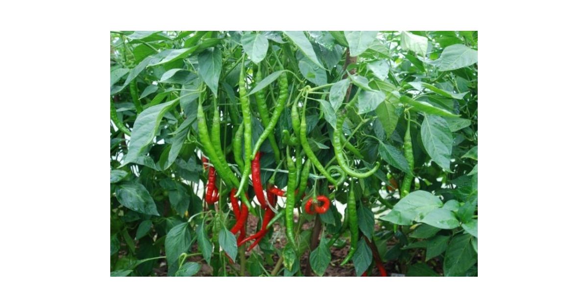 Feferoni SIGARETTA DI BERGAMO - slatki | Ekološko organsko sjeme cijena ...