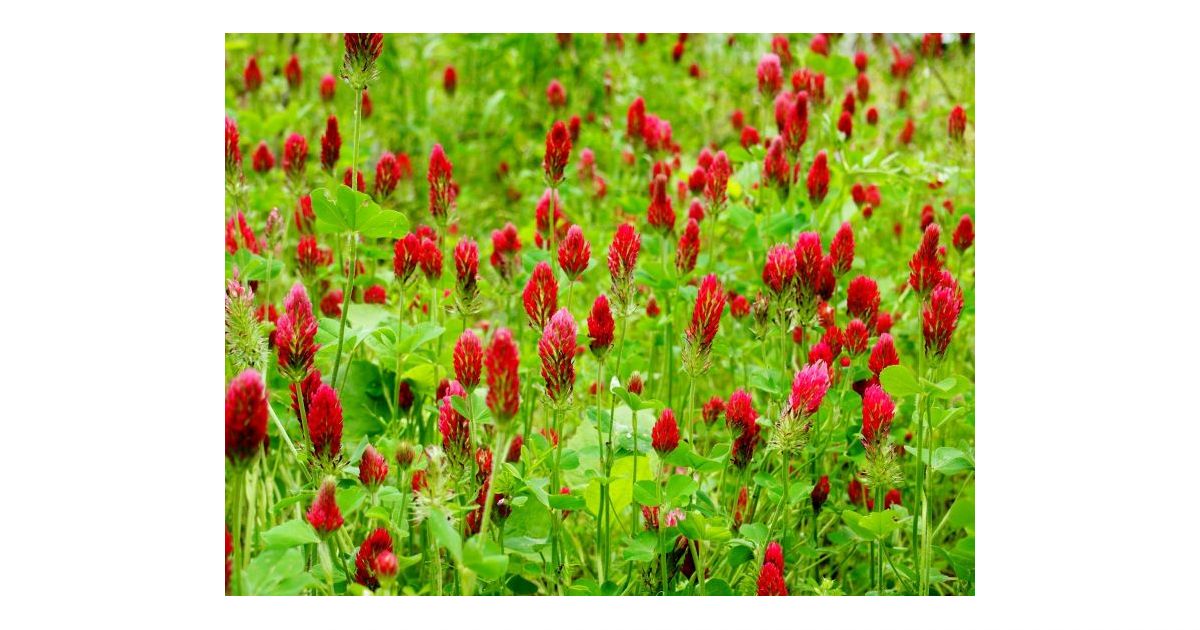 Inkarnatka | Ekološko organsko sjeme cijena | Prodaja akcija Hrvatska ...