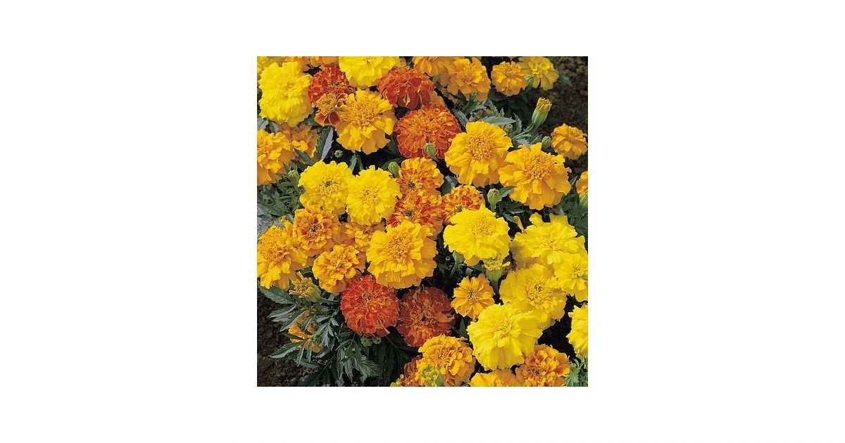 Kadifica - Tagetes sp. | Ekološko organsko sjeme cijena | Prodaja ...