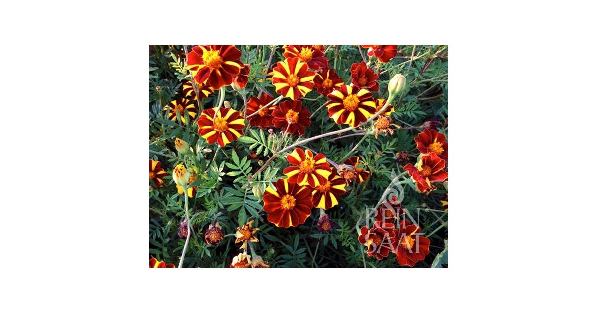 Kadifica DOUBLE PINWHEEL Tagetes patula | Ekološko organsko sjeme ...