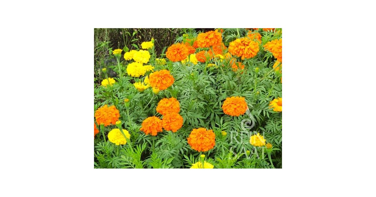 Kadifica ROSE DE L ‘INDE Tagetes erecta | Ekološko organsko sjeme ...