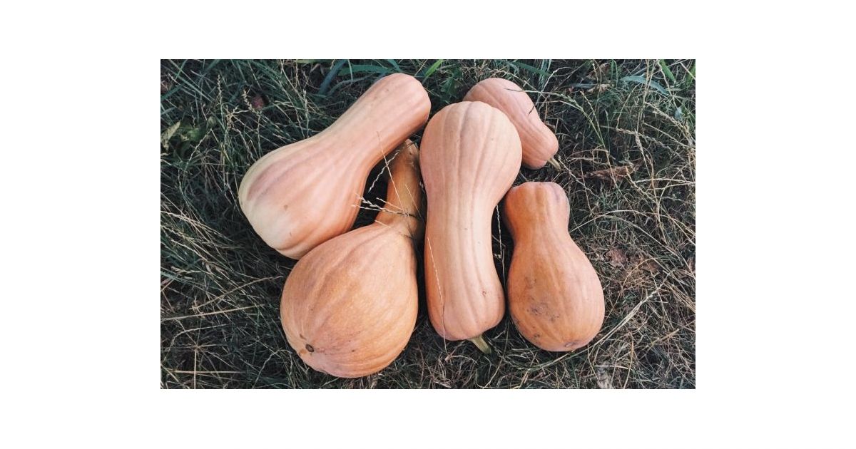 Tikva BUTTERNUT VIOLINA | Ekološko organsko sjeme cijena | Prodaja ...